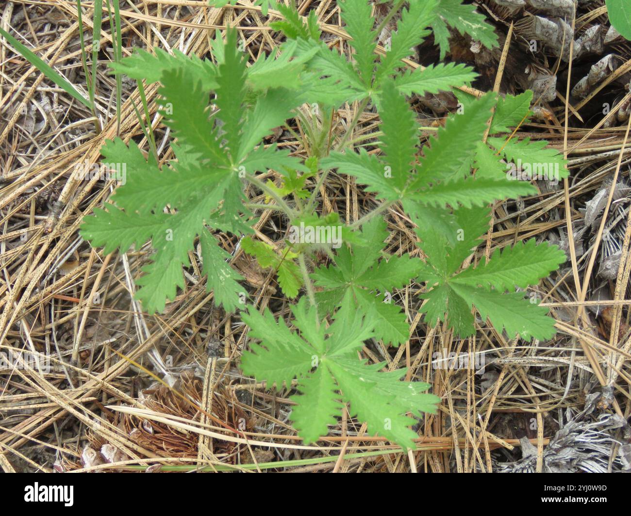 sulphur cinquefoil (Potentilla recta Stock Photo - Alamy