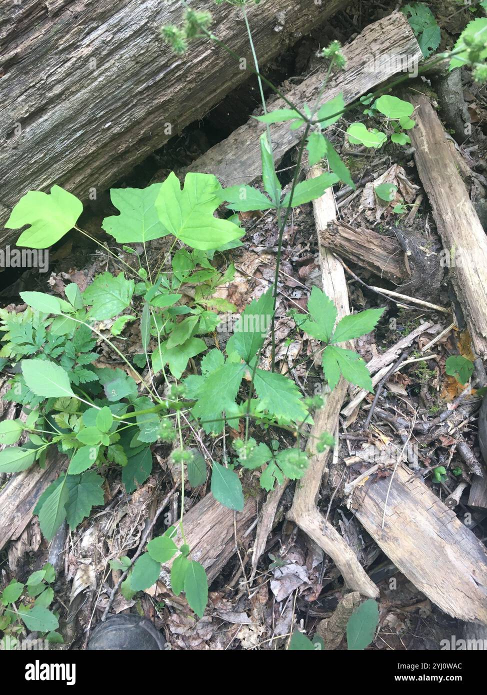 Black Snakeroot (Sanicula canadensis Stock Photo - Alamy