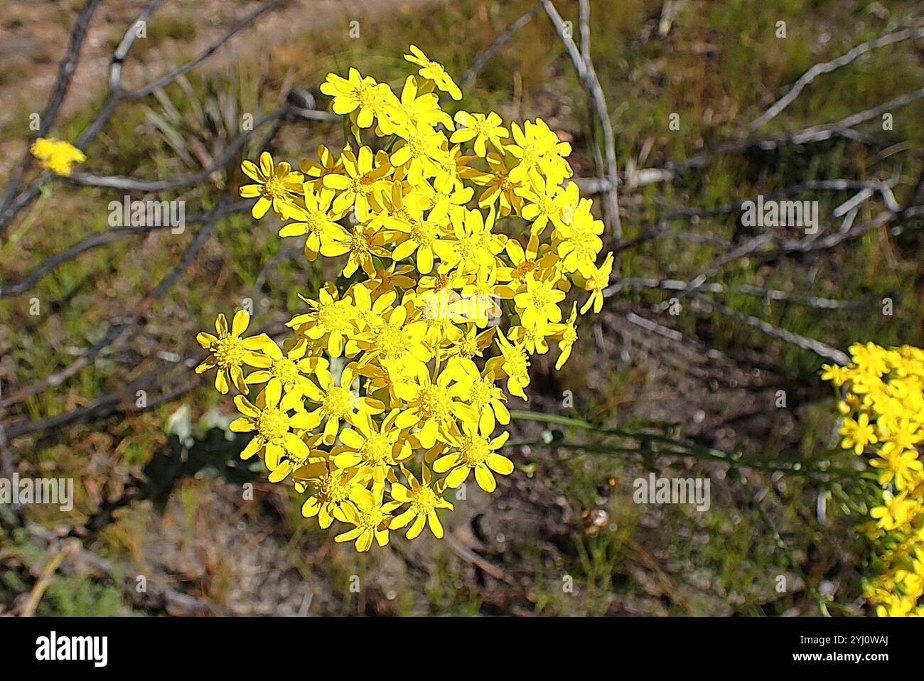 Poorflower Babooncabbage (Othonna parviflora Stock Photo - Alamy