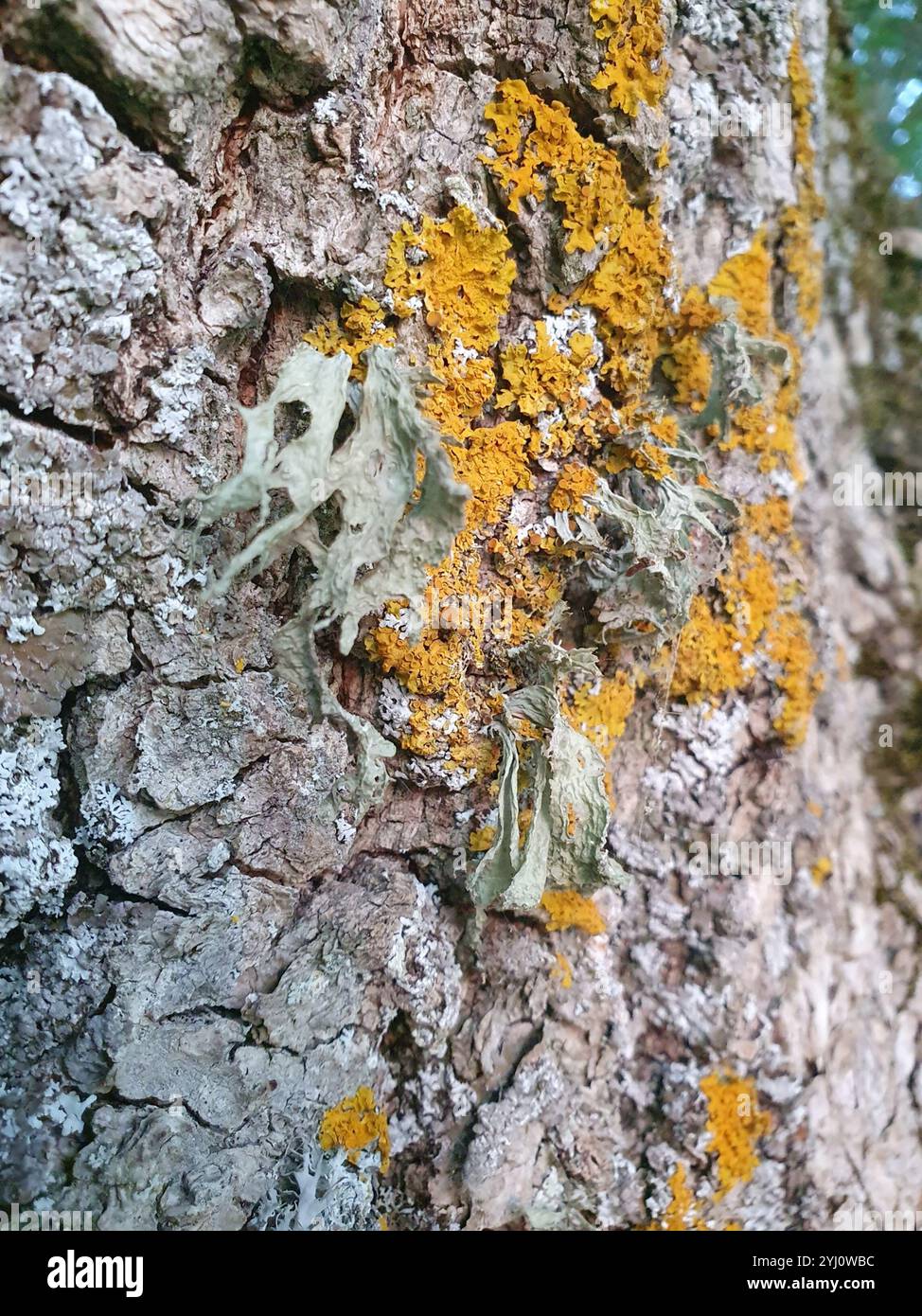 Cartilage lichen hi-res stock photography and images - Alamy
