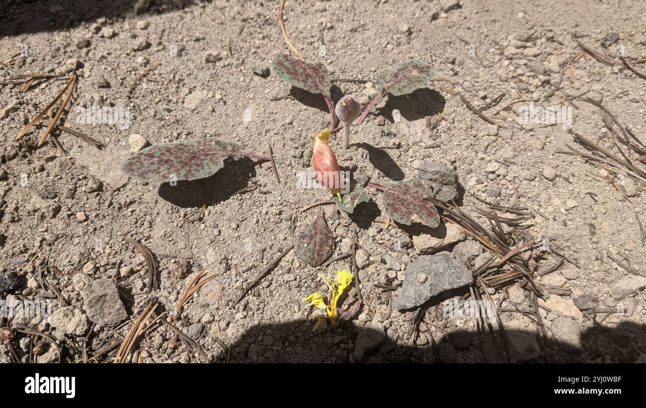 Woodyfruit Evening Primrose (Oenothera xylocarpa Stock Photo - Alamy