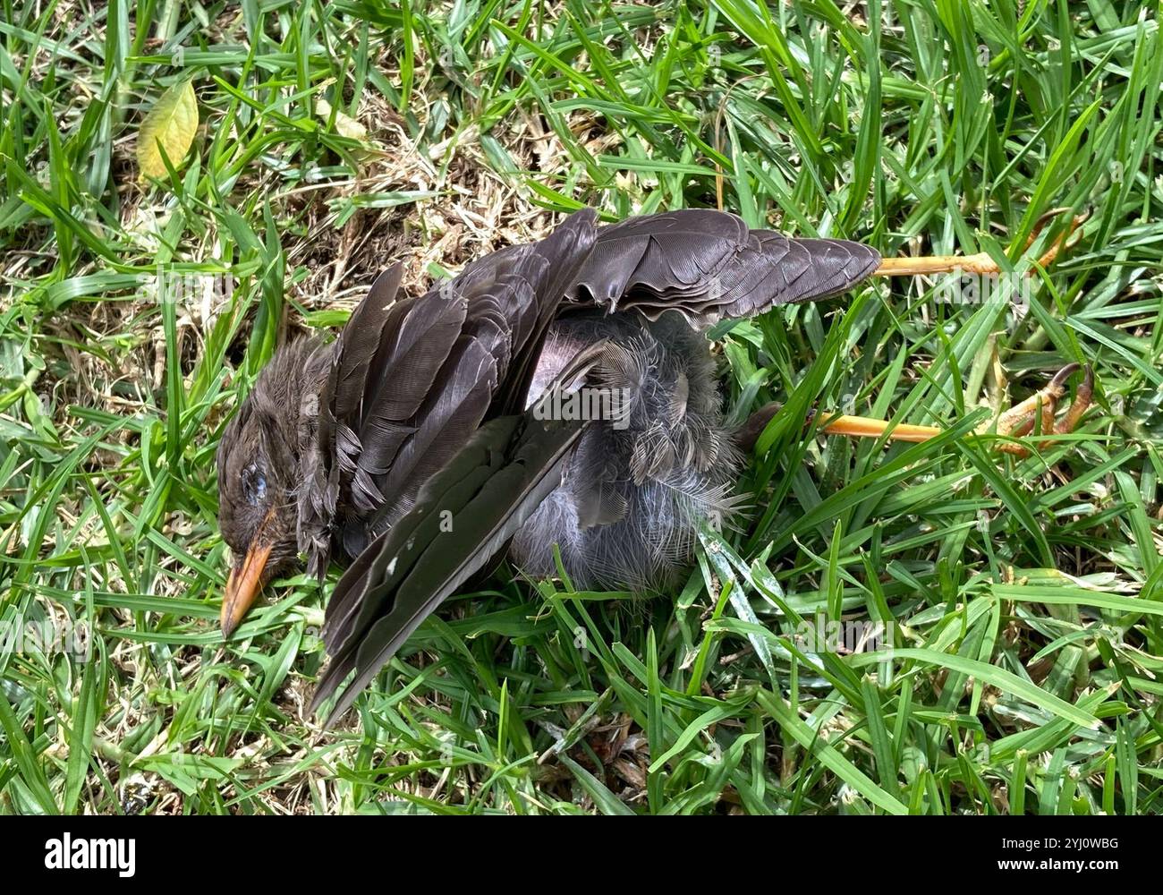 Great Thrush (Turdus fuscater Stock Photo - Alamy