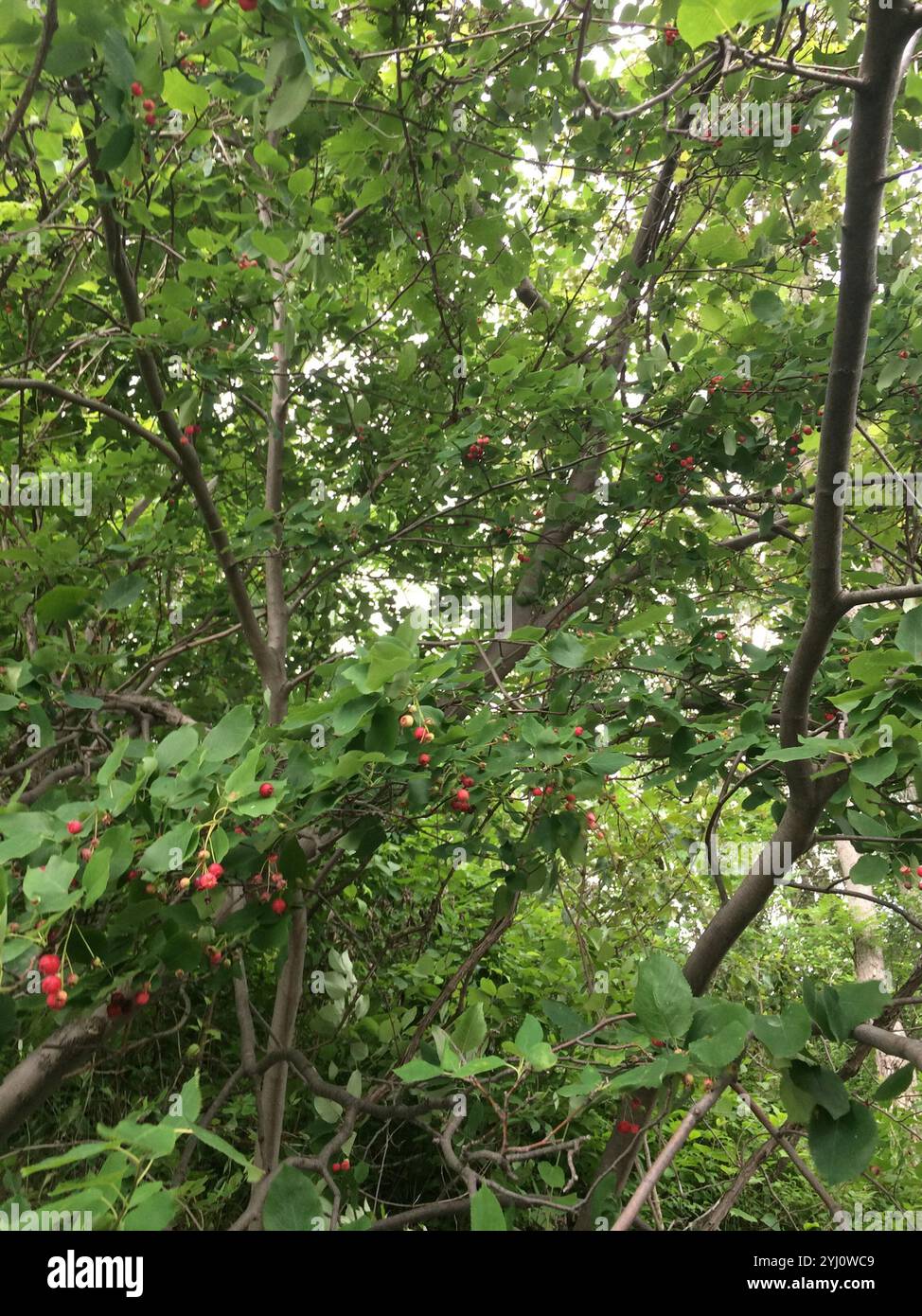 smooth shadbush (Amelanchier laevis Stock Photo - Alamy