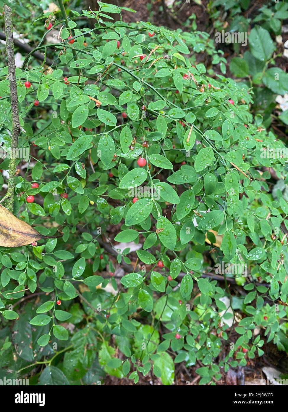 Red Huckleberry (Vaccinium parvifolium Stock Photo - Alamy