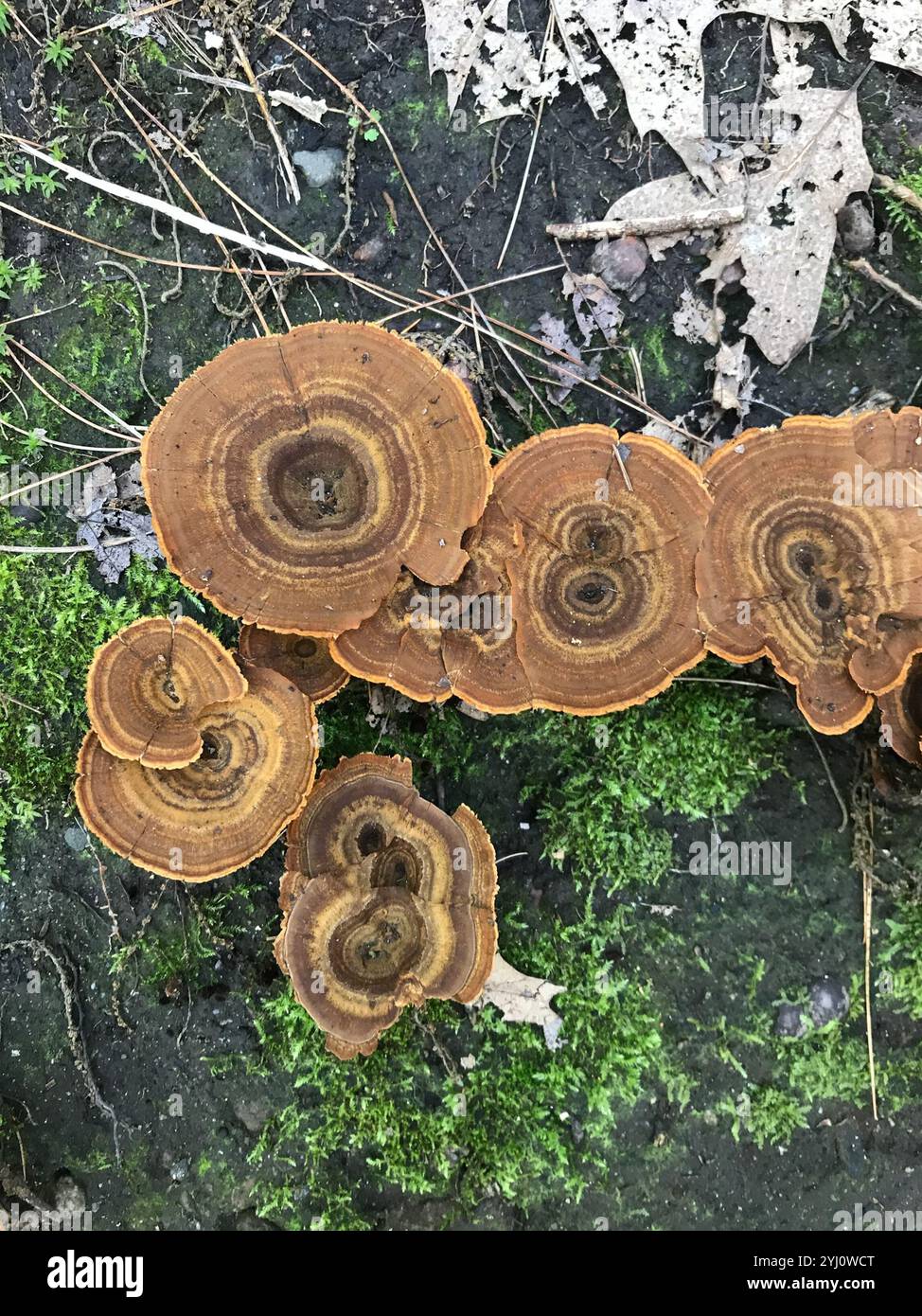 Shiny cinnamon polypore (Coltricia cinnamomea Stock Photo - Alamy