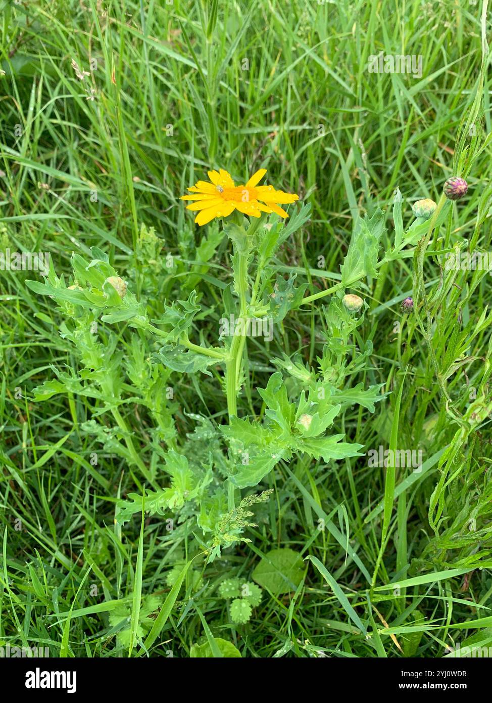 Corn Marigold (Glebionis segetum Stock Photo - Alamy