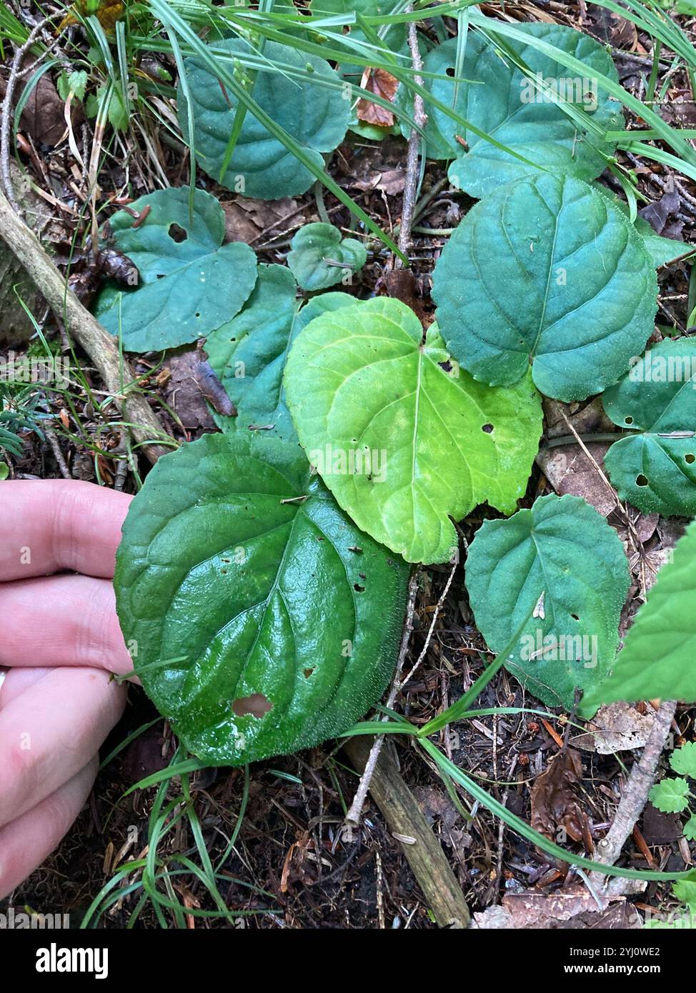Round-leaved Violet (Viola rotundifolia Stock Photo - Alamy