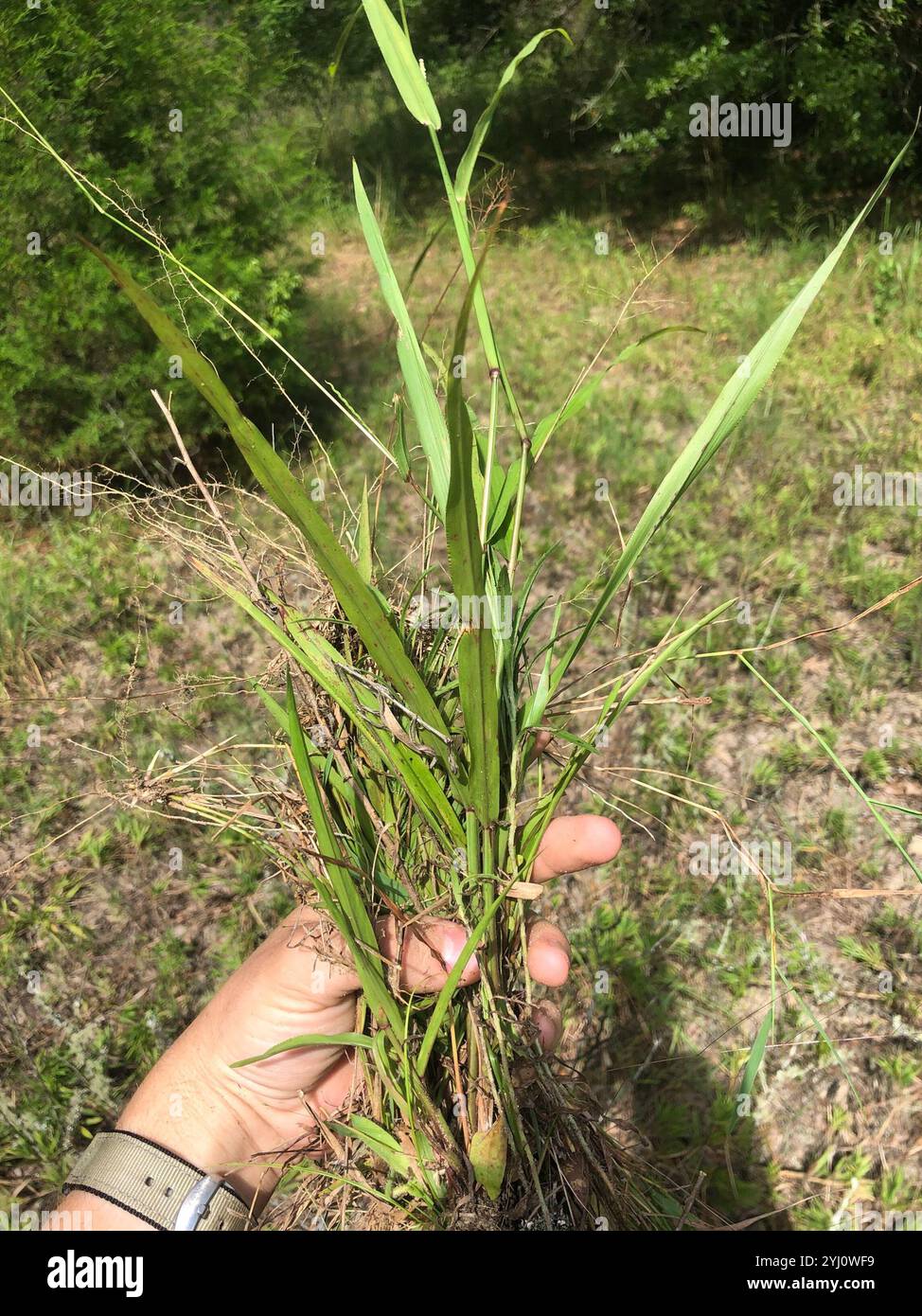 yellow sand paspalum (Paspalum setaceum stramineum Stock Photo - Alamy