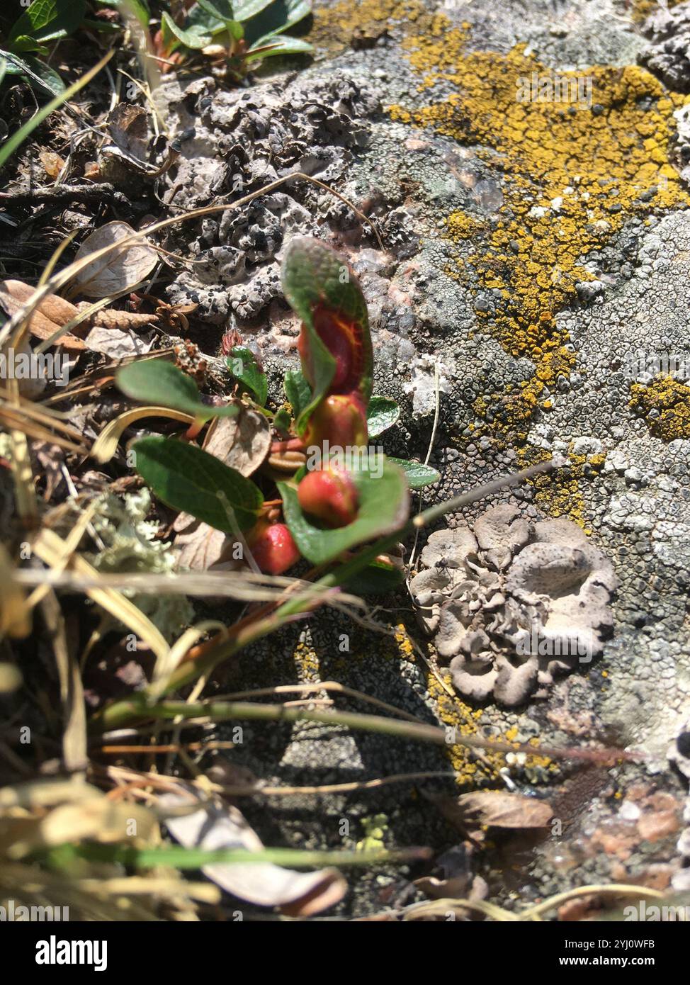 Willow Bead Gall Mite (Aculus tetanothrix Stock Photo - Alamy