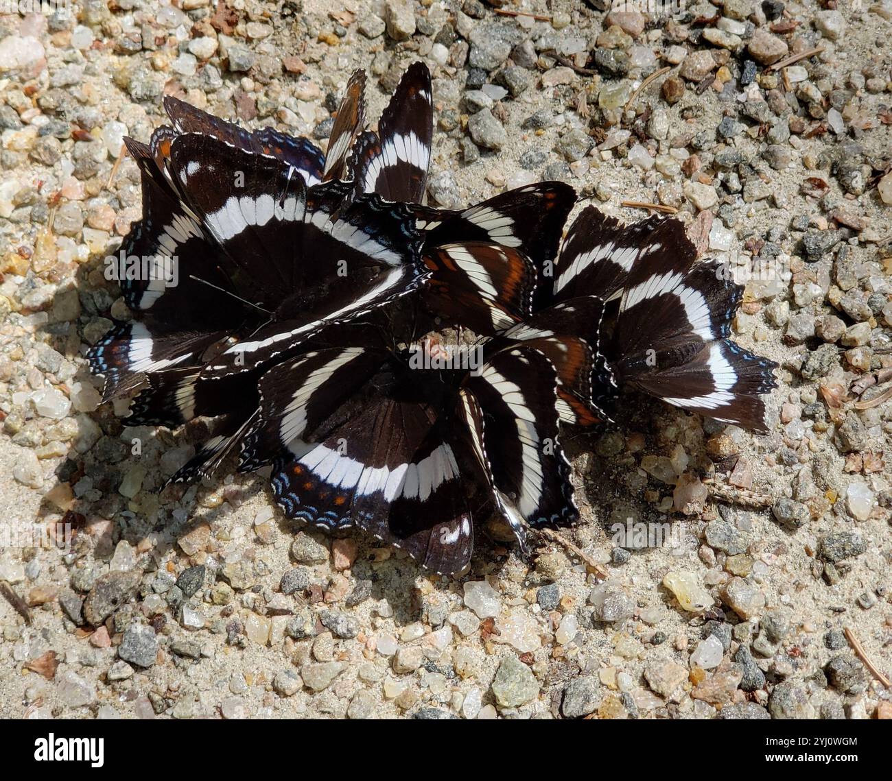 American White Admiral (Limenitis arthemis arthemis Stock Photo - Alamy