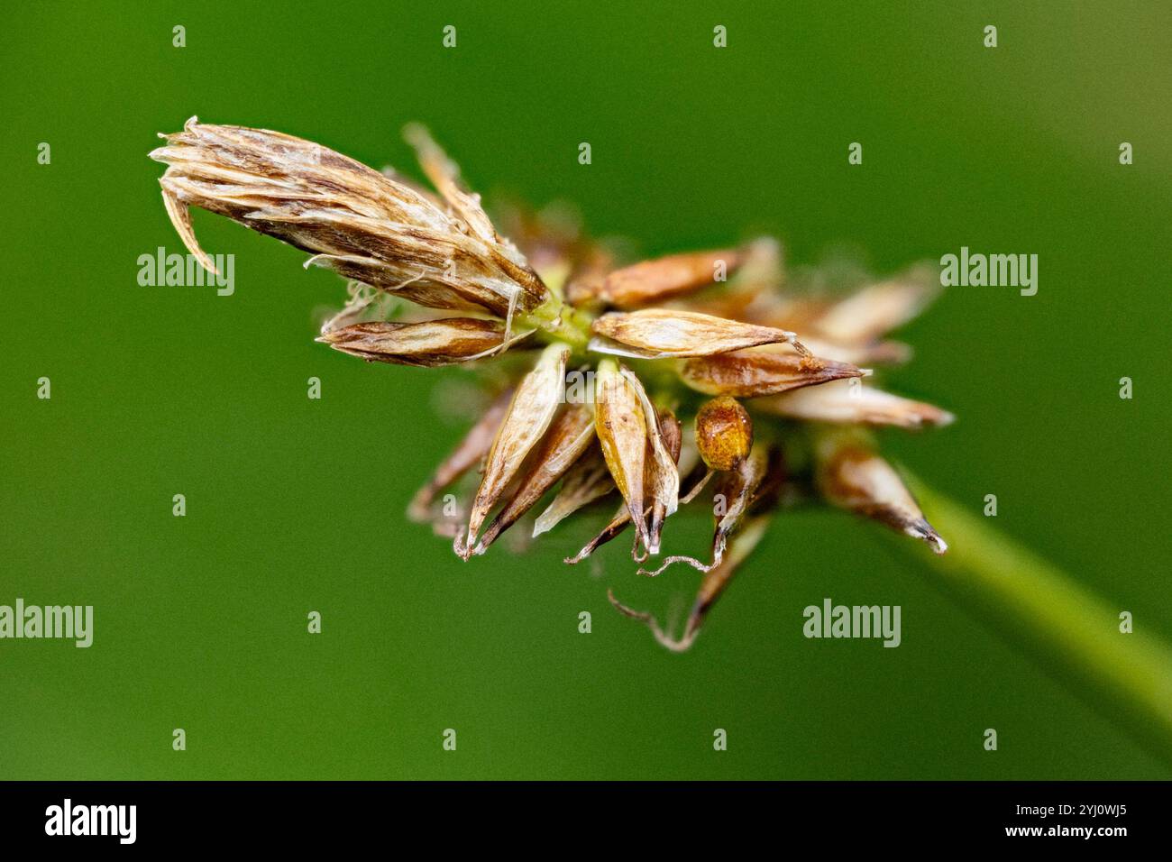 black alpine sedge (Carex nigricans Stock Photo - Alamy