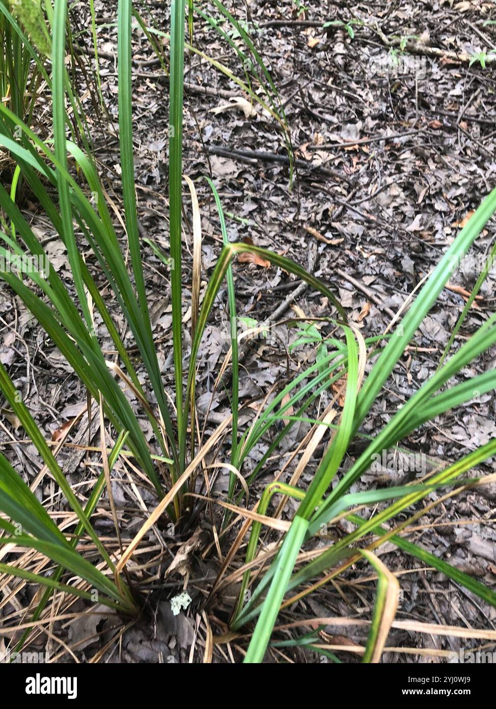 Cypress Swamp Sedge (Carex joorii Stock Photo - Alamy