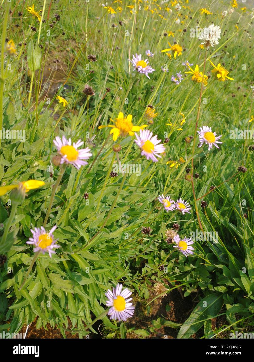 Subalpine Fleabane (Erigeron glacialis glacialis Stock Photo - Alamy