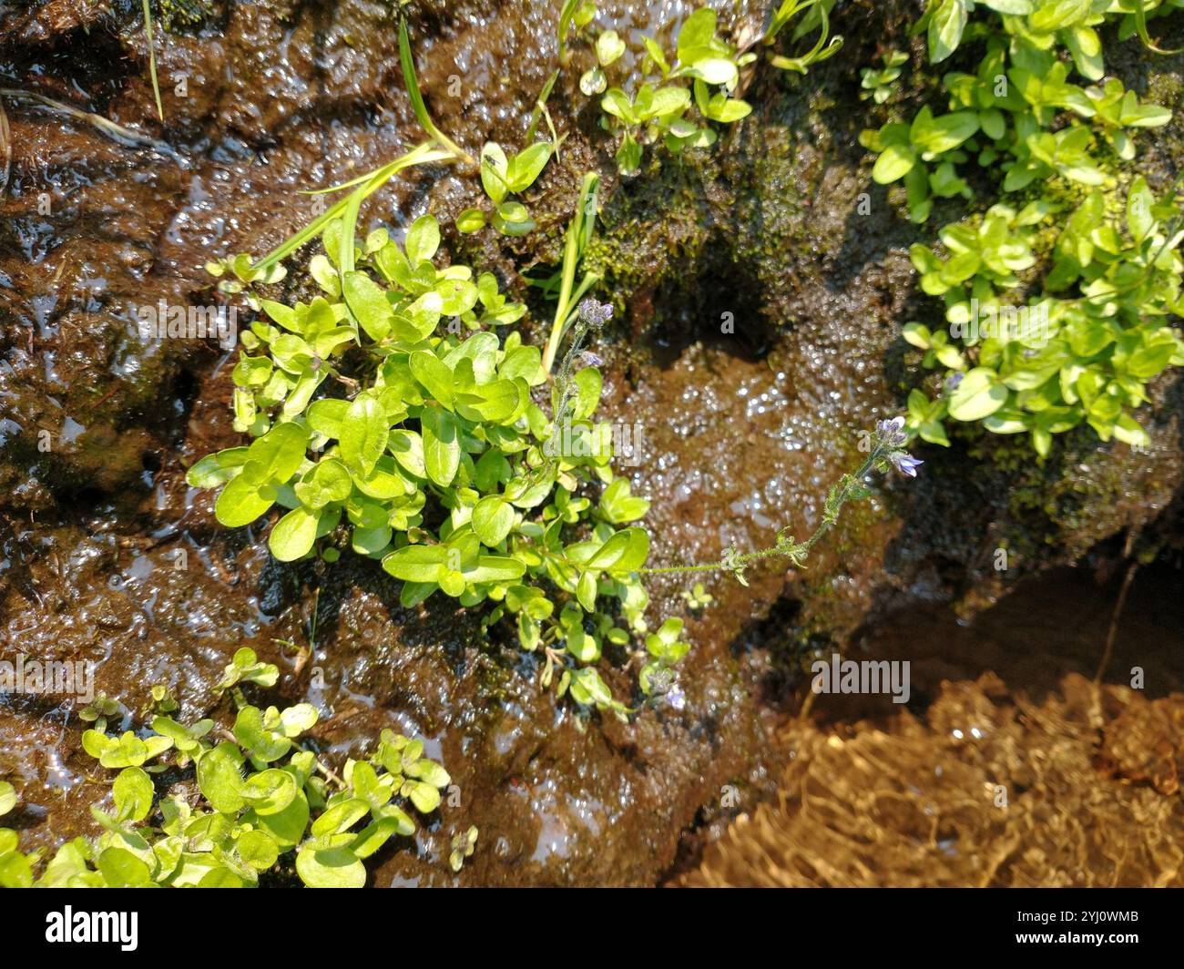 American alpine speedwell hi-res stock photography and images - Alamy