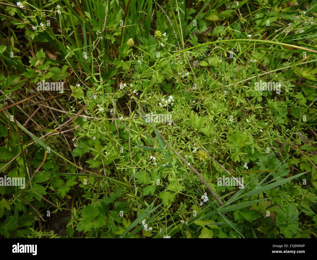 Common Marsh-bedstraw (Galium palustre Stock Photo - Alamy