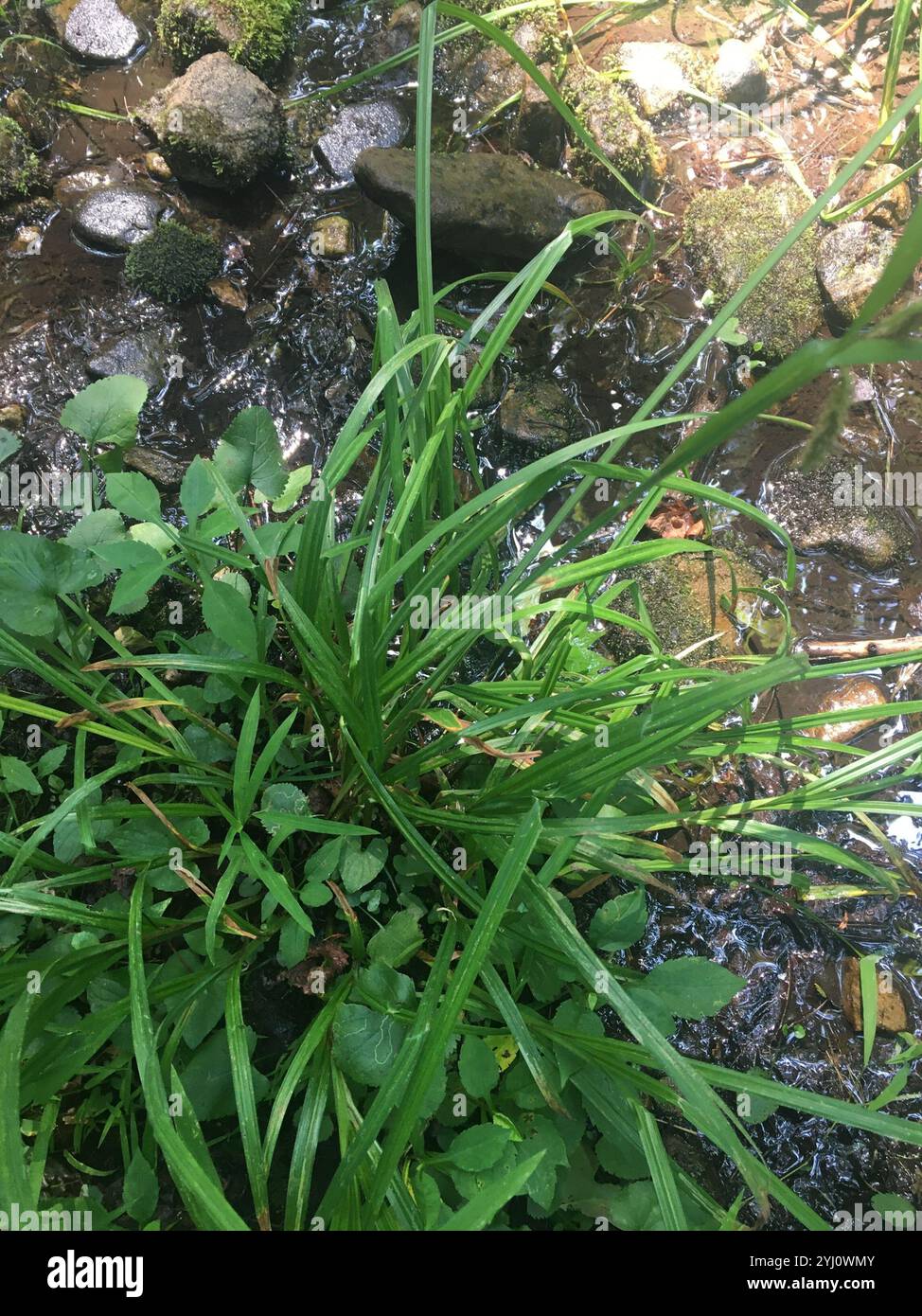 nodding sedge (Carex gynandra Stock Photo - Alamy