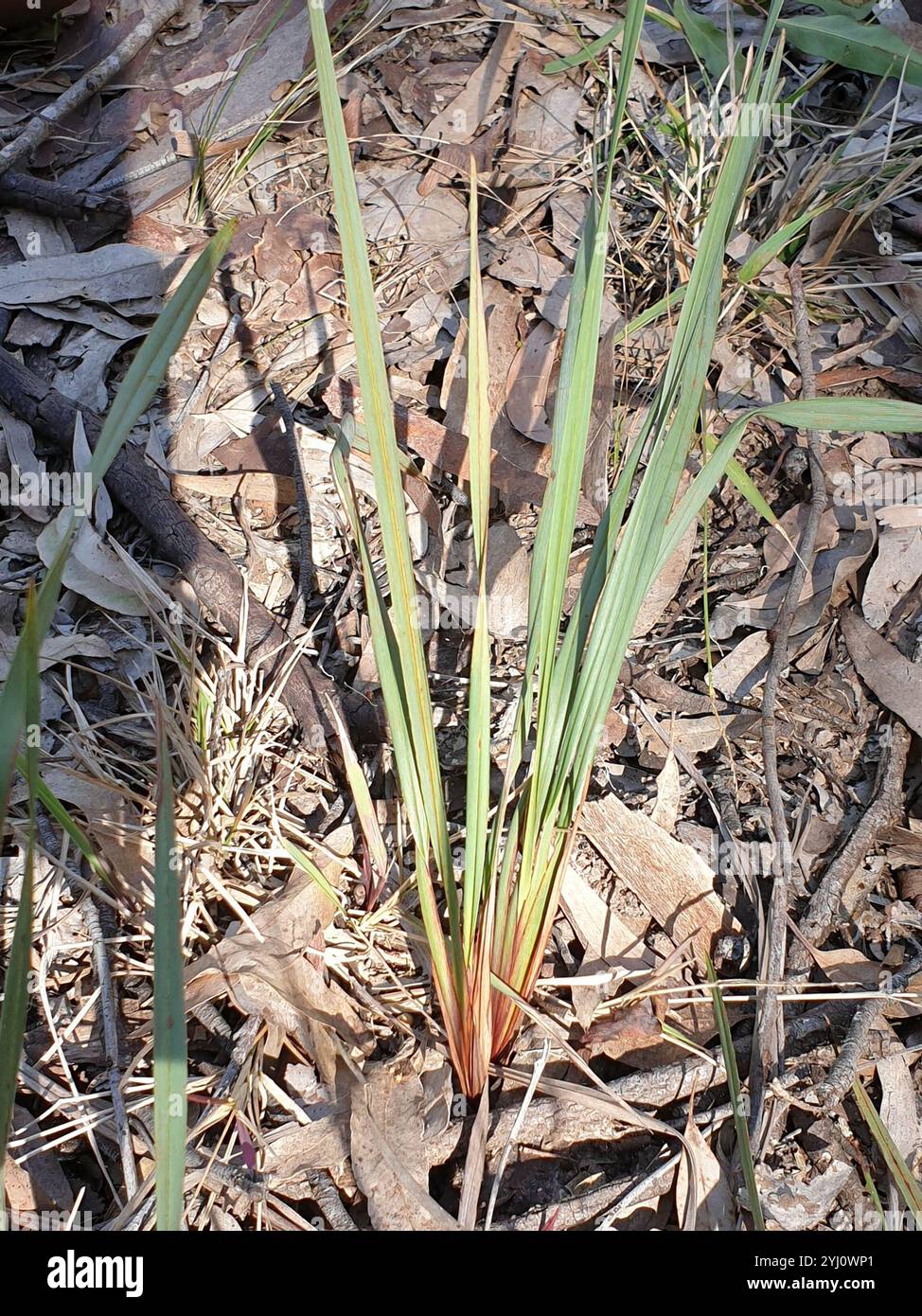 Blueberry Lily (Dianella revoluta Stock Photo - Alamy
