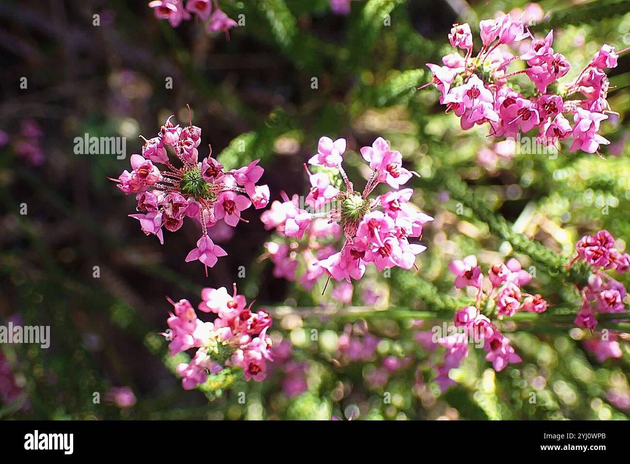 Graffiti Heath (Erica seriphiifolia Stock Photo - Alamy