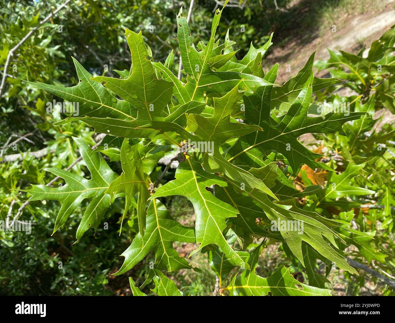 American turkey oak (Quercus laevis Stock Photo - Alamy