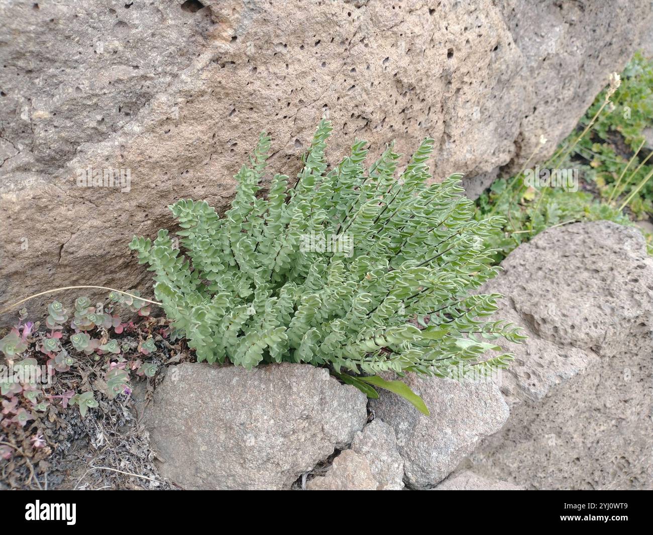 Brewer's cliffbrake (Pellaea breweri Stock Photo - Alamy