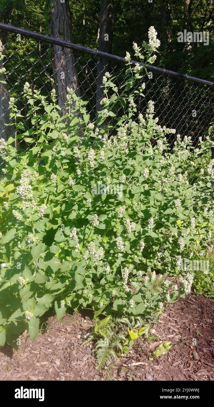 mint family (Lamiaceae Stock Photo - Alamy