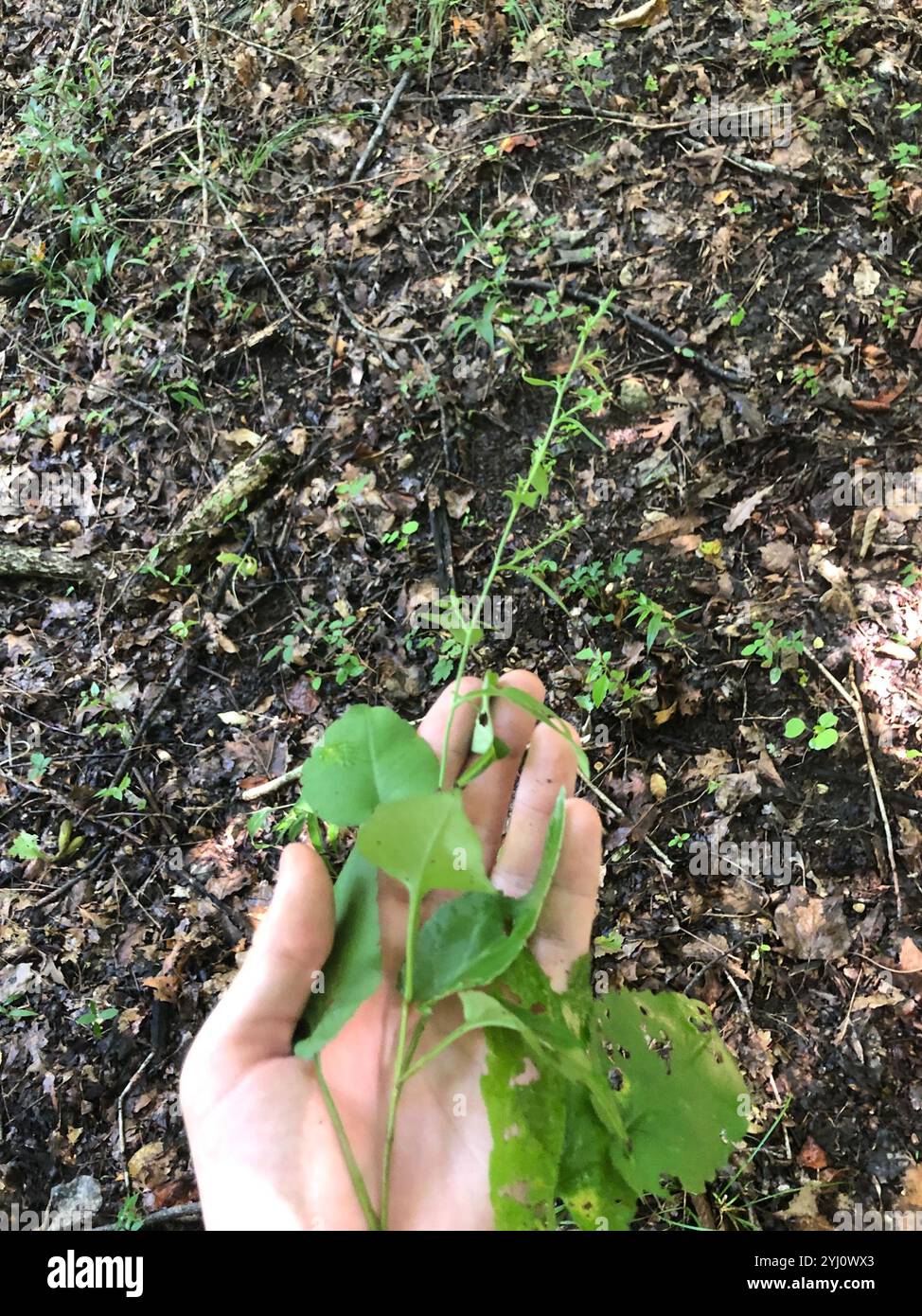 Texas aster (Symphyotrichum drummondii texanum Stock Photo - Alamy