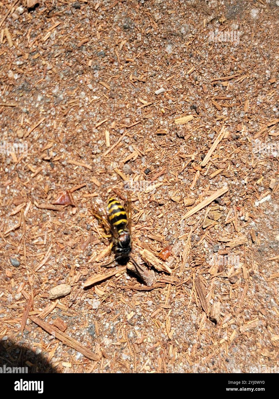 Alaska Yellowjacket (Vespula alascensis Stock Photo - Alamy