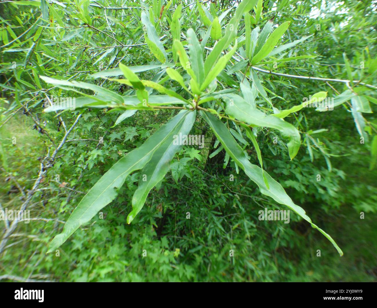 willow oak (Quercus phellos Stock Photo - Alamy