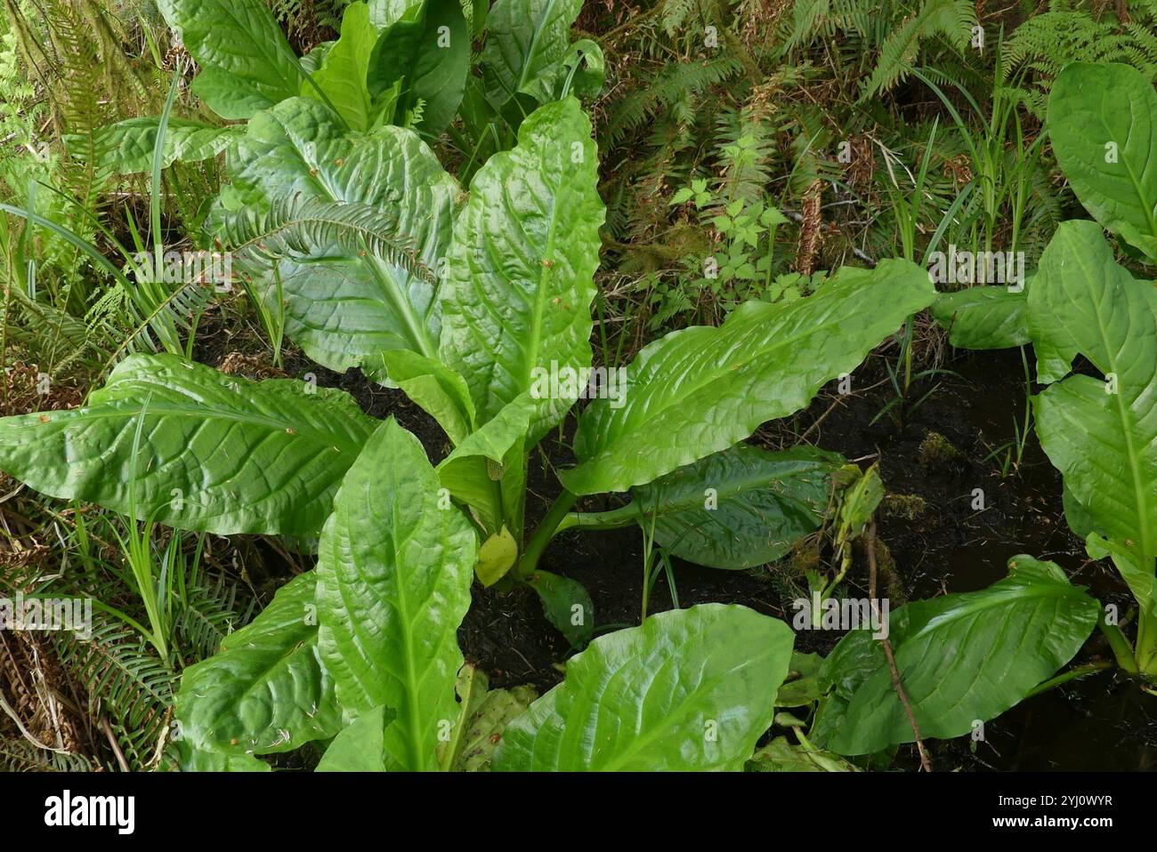 western skunk cabbage (Lysichiton americanus Stock Photo - Alamy