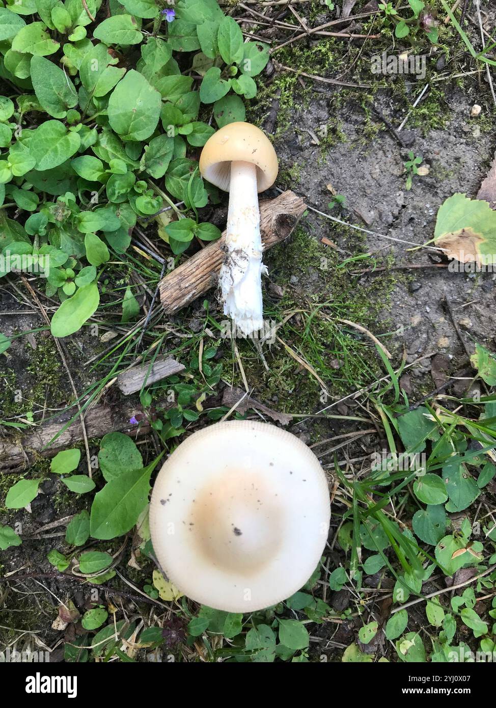 Orange Grisette (Amanita crocea Stock Photo - Alamy