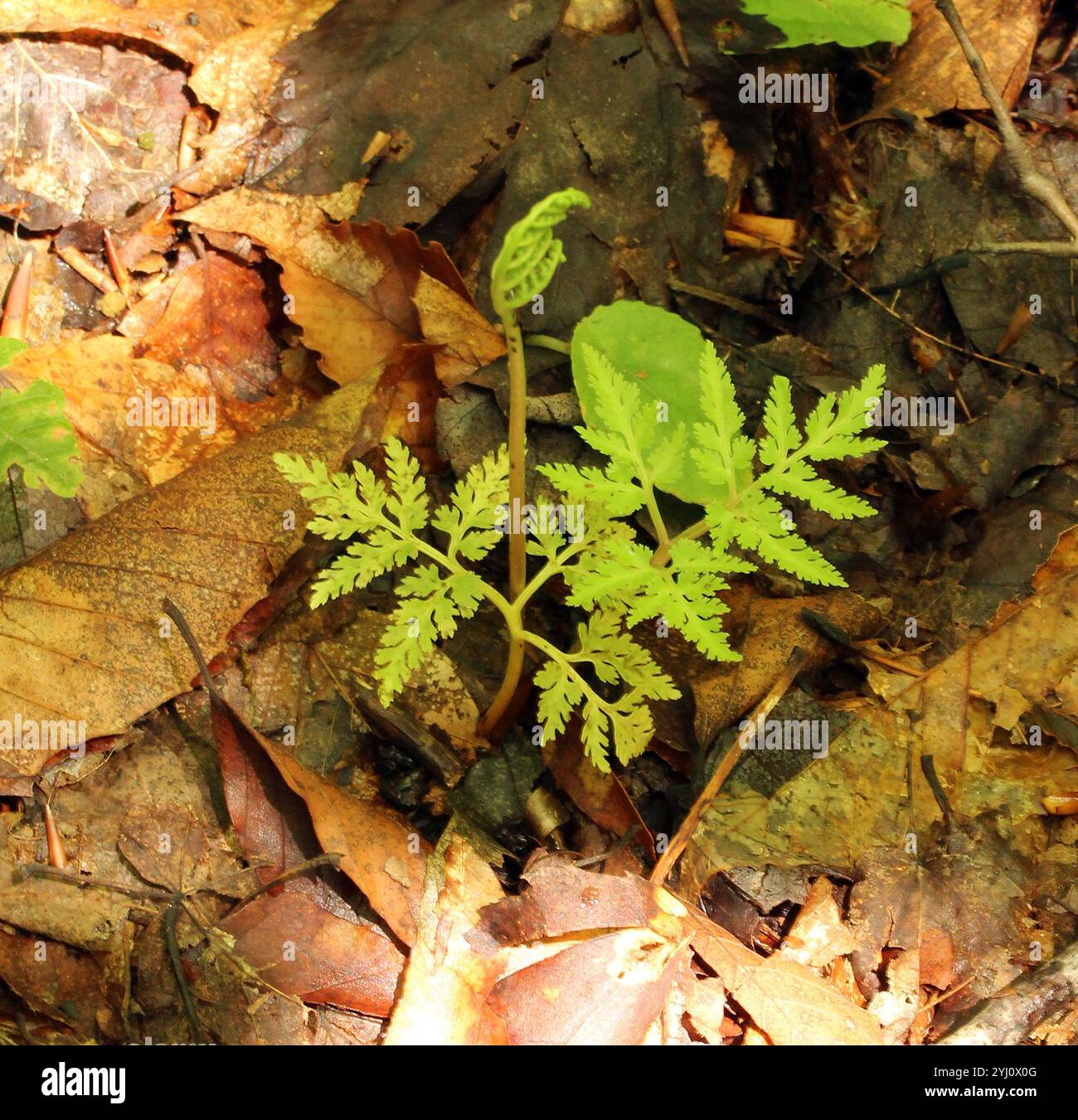 Cutleaf Grapefern (Sceptridium dissectum Stock Photo - Alamy