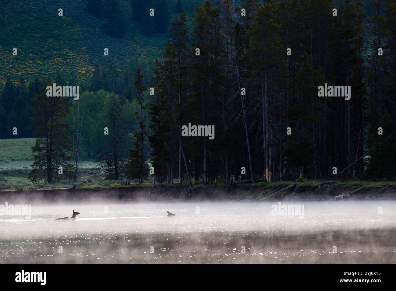 Two elk swimming across the Snake River under a bald eagle, Grand Teton ...