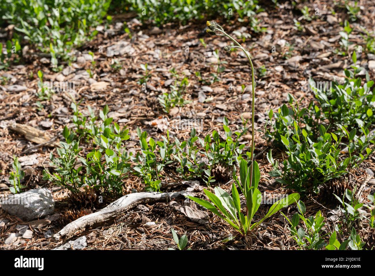 alpine hawkweed (Pilosella tristis Stock Photo - Alamy