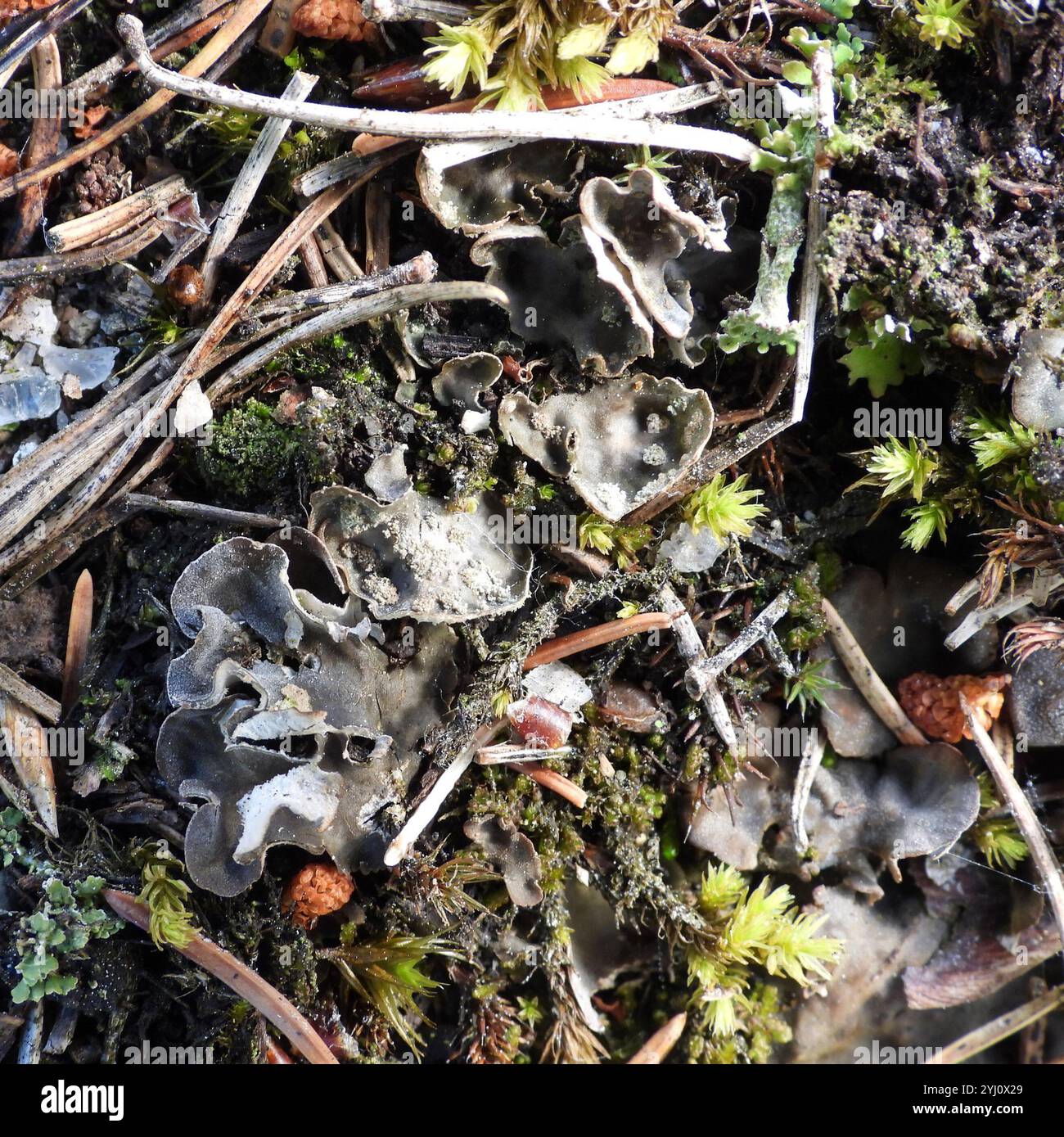 alternating dog lichen (Peltigera didactyla Stock Photo - Alamy