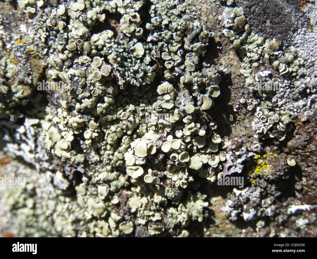 rim lichens, disc lichens, and allies (Lecanoraceae Stock Photo - Alamy