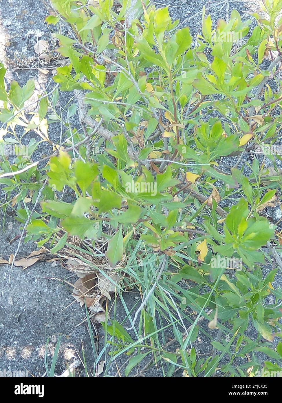 groundsel tree (Baccharis halimifolia Stock Photo - Alamy