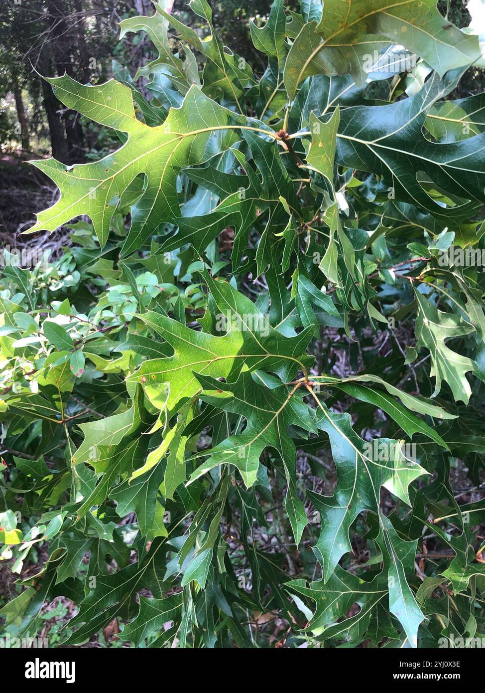 American turkey oak (Quercus laevis Stock Photo - Alamy