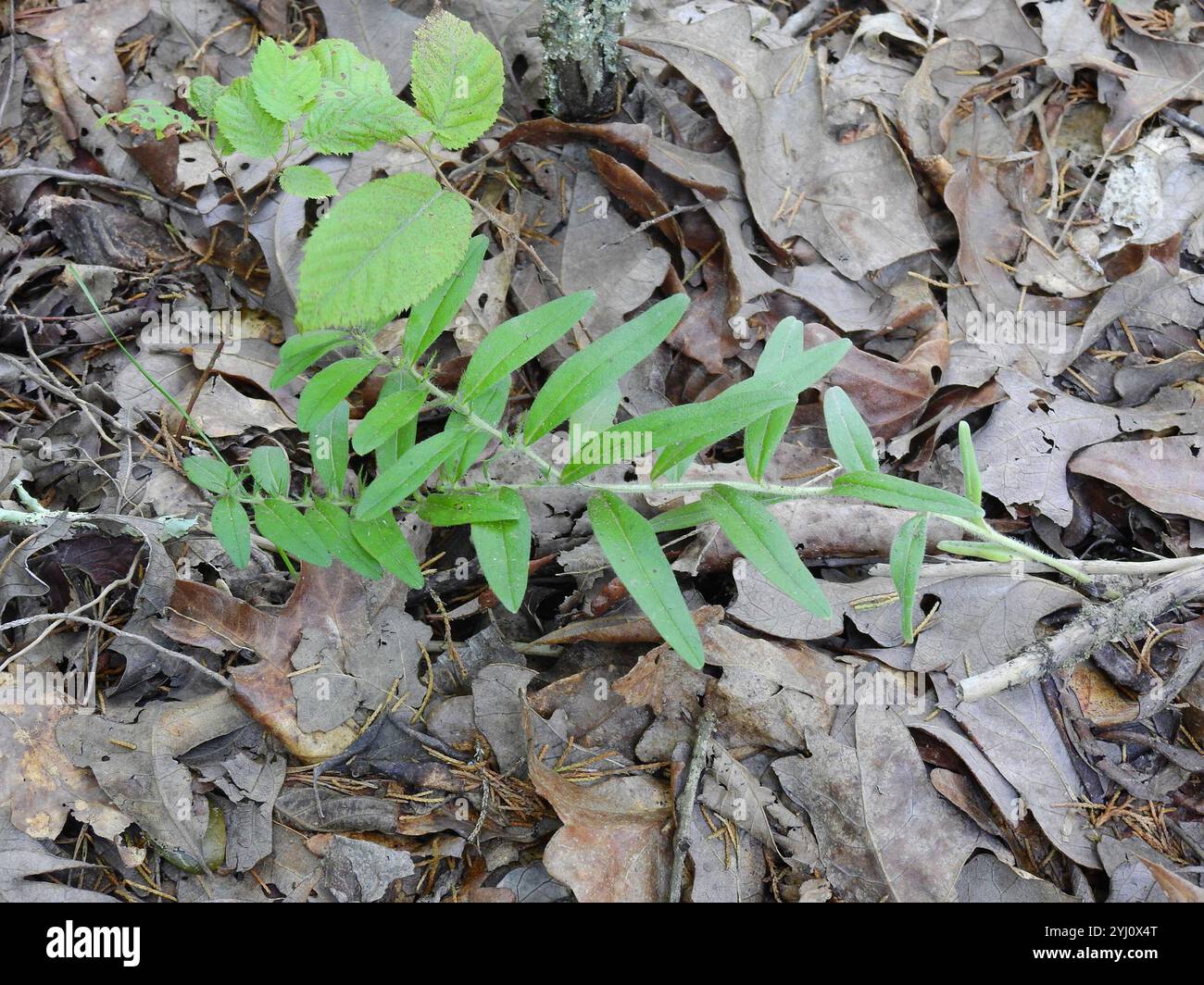 false gromwell (Lithospermum parviflorum Stock Photo - Alamy