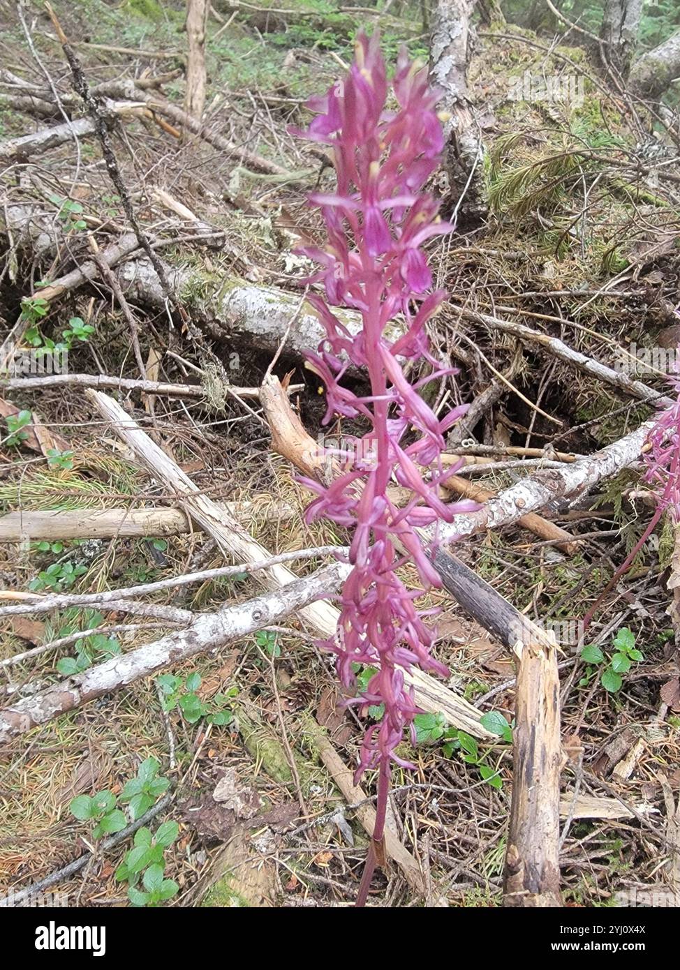 Pacific coralroot (Corallorhiza mertensiana Stock Photo - Alamy