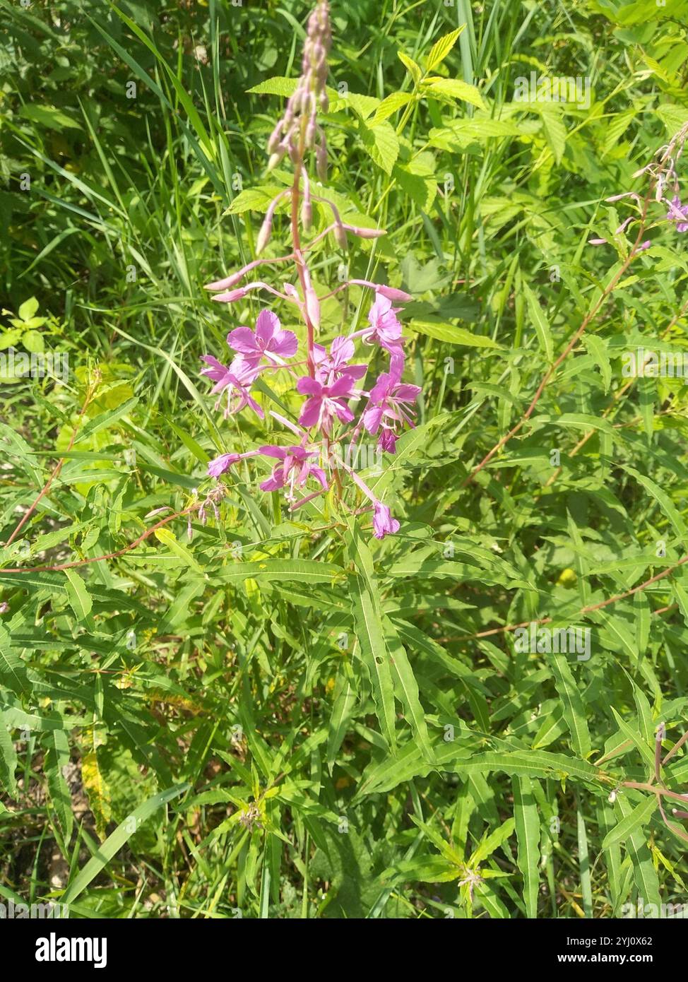 fireweed (Chamaenerion angustifolium Stock Photo - Alamy