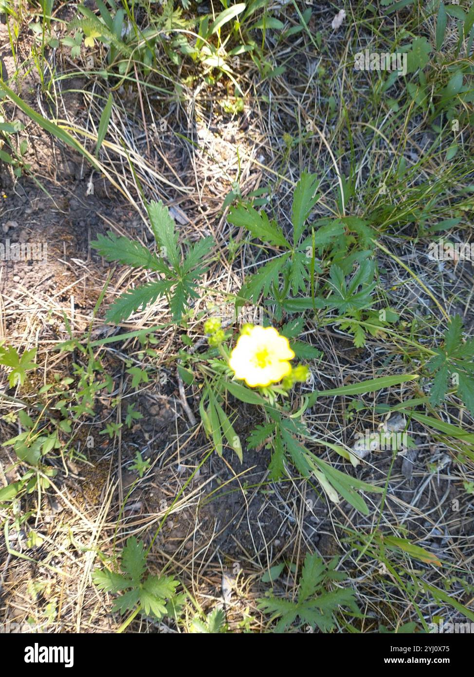 slender cinquefoil (Potentilla gracilis Stock Photo - Alamy