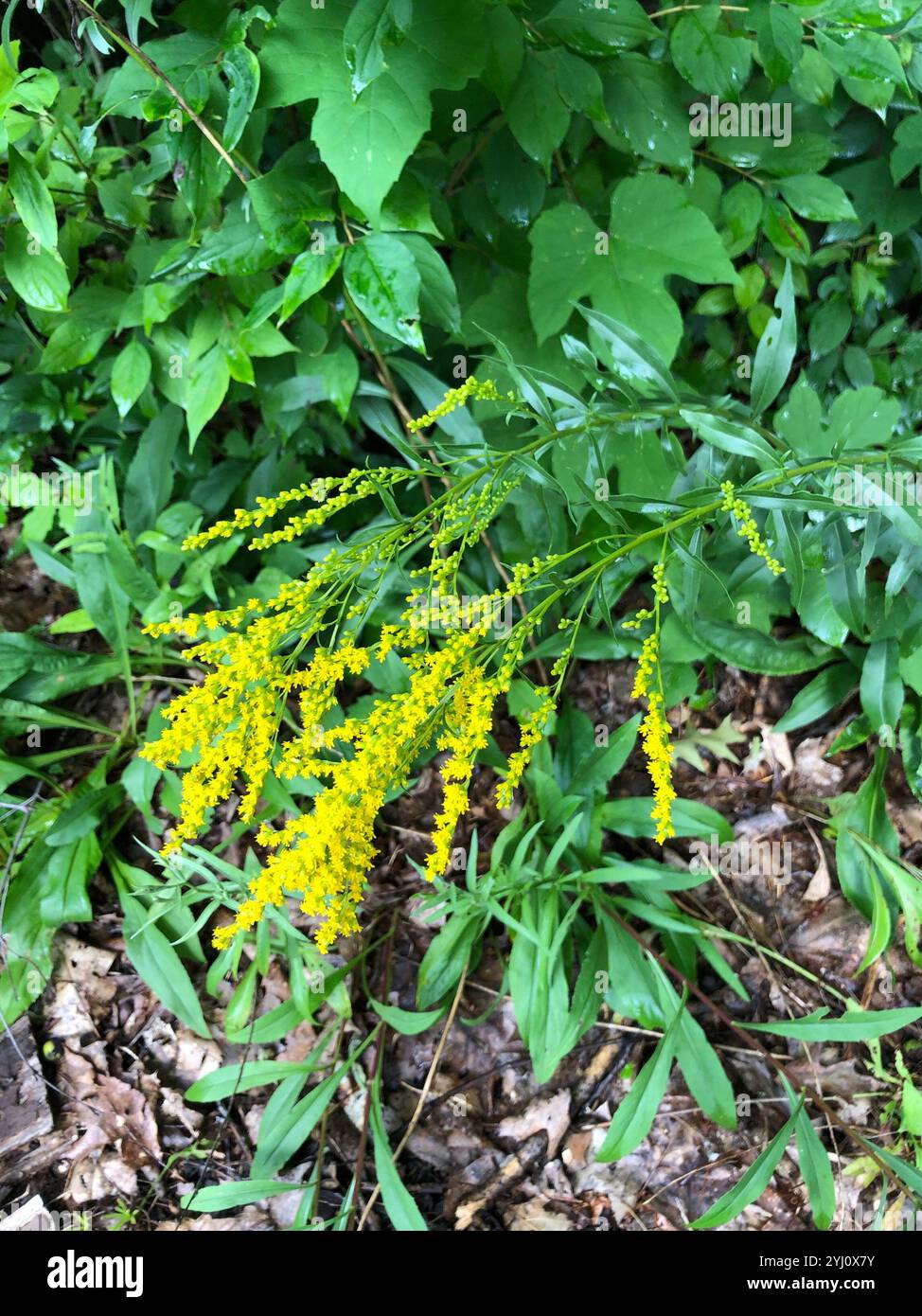early goldenrod (Solidago juncea Stock Photo - Alamy