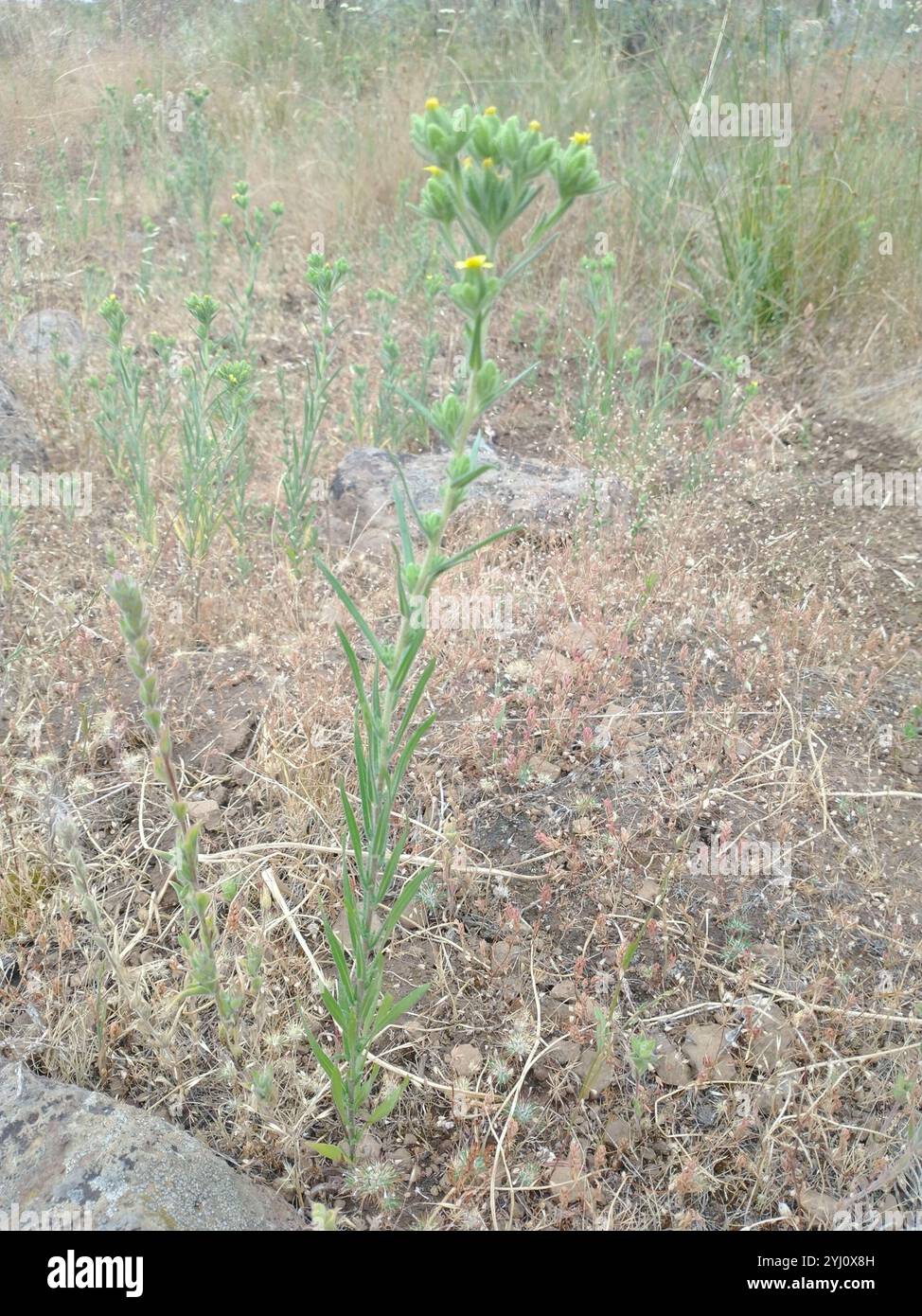 mountain tarweed (Madia glomerata Stock Photo - Alamy