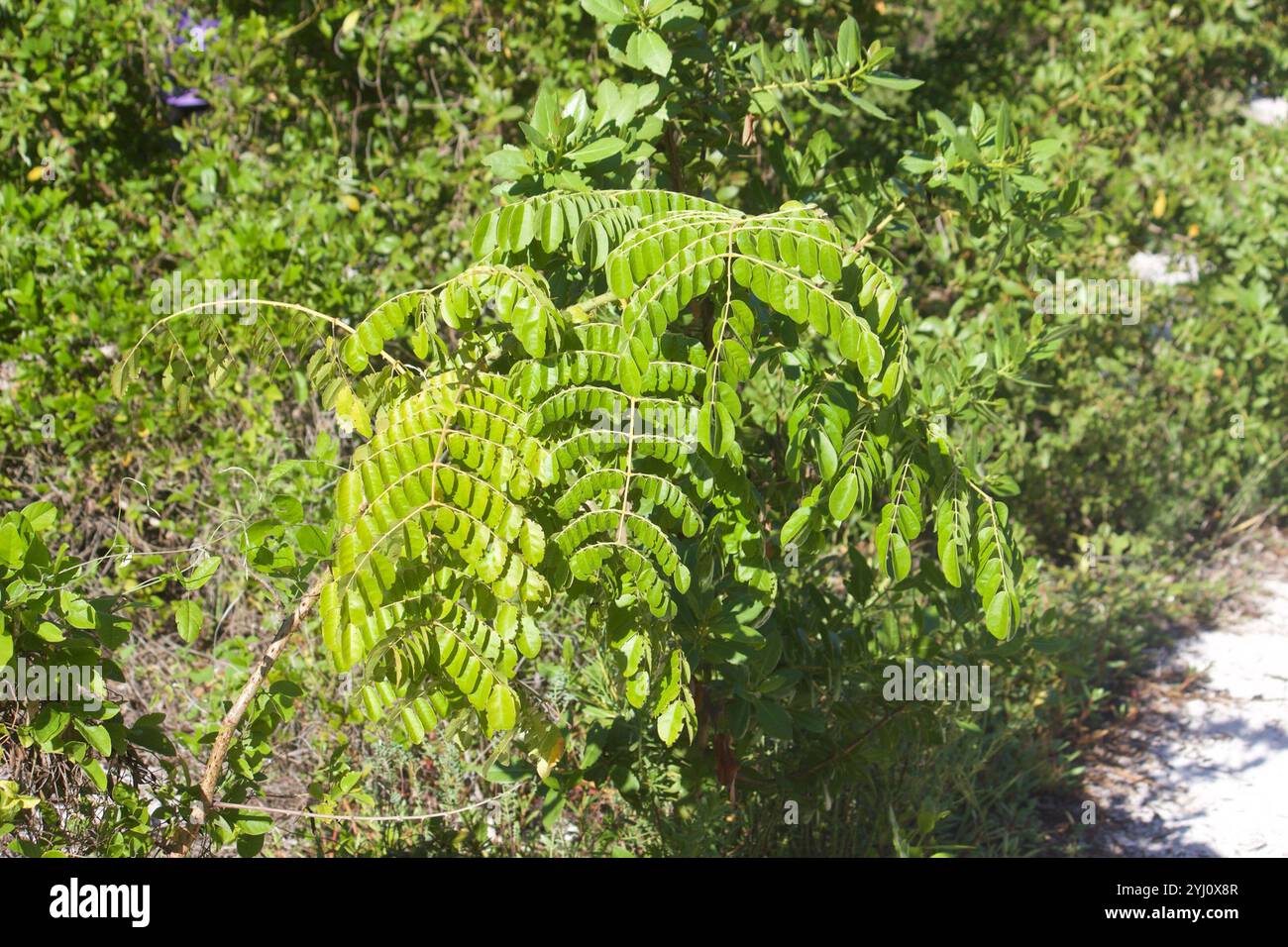Bonduc hi-res stock photography and images - Alamy