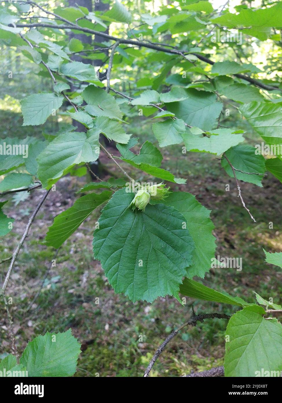 common hazel (Corylus avellana Stock Photo - Alamy