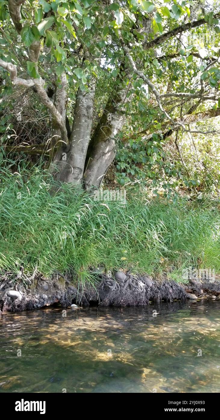white alder (Alnus rhombifolia Stock Photo - Alamy