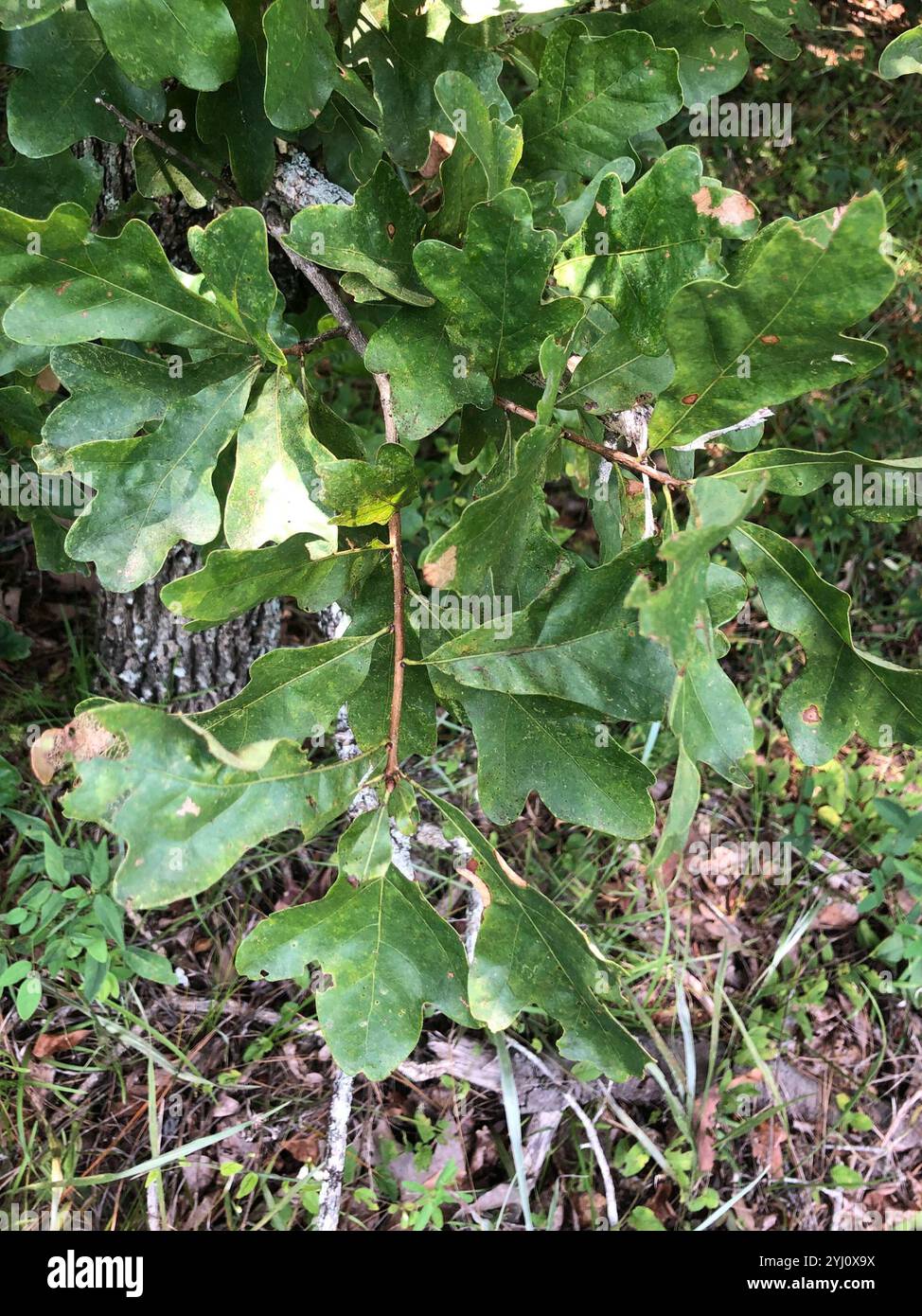 sand post oak (Quercus margaretiae Stock Photo - Alamy