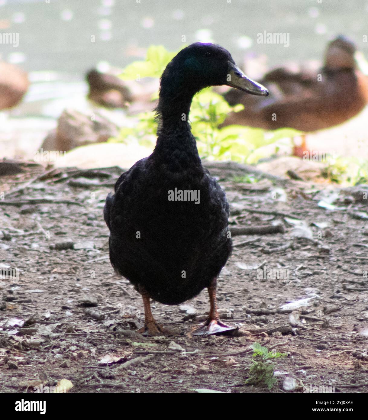 Domestic Mallard (Anas platyrhynchos domesticus Stock Photo - Alamy