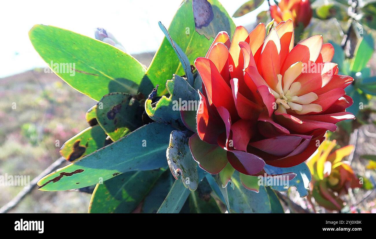 Wagon Tree (Protea nitida Stock Photo - Alamy