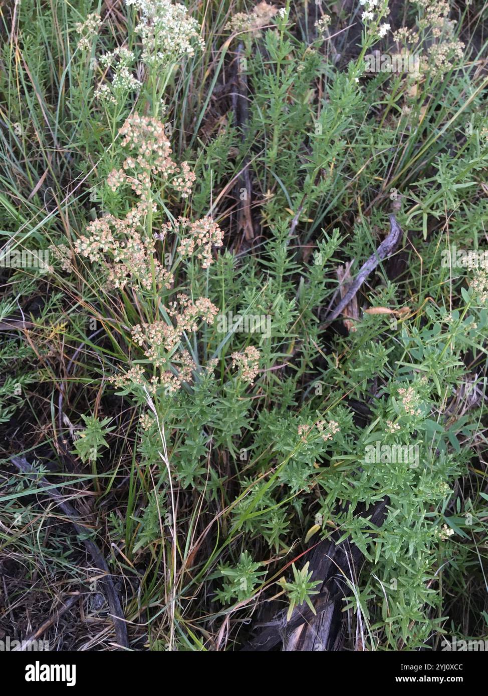 Northern Bedstraw (Galium boreale Stock Photo - Alamy